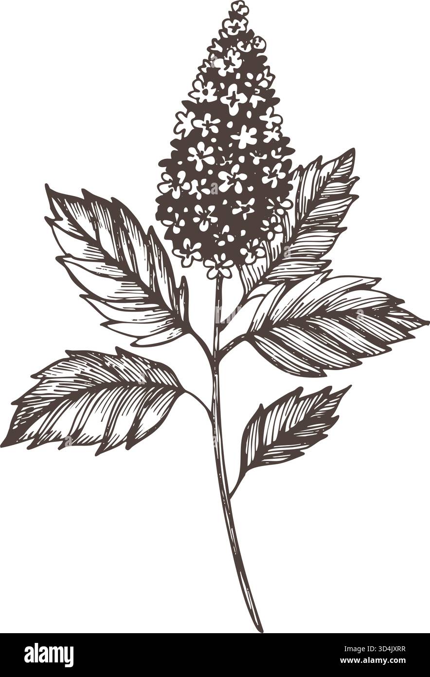 Antique botanical art prints Cut Out Stock Images & Pictures - Alamy