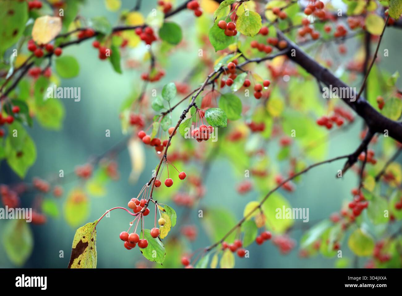 Crab apples are in the tree in Huai'an City, east China's Jiangsu ...