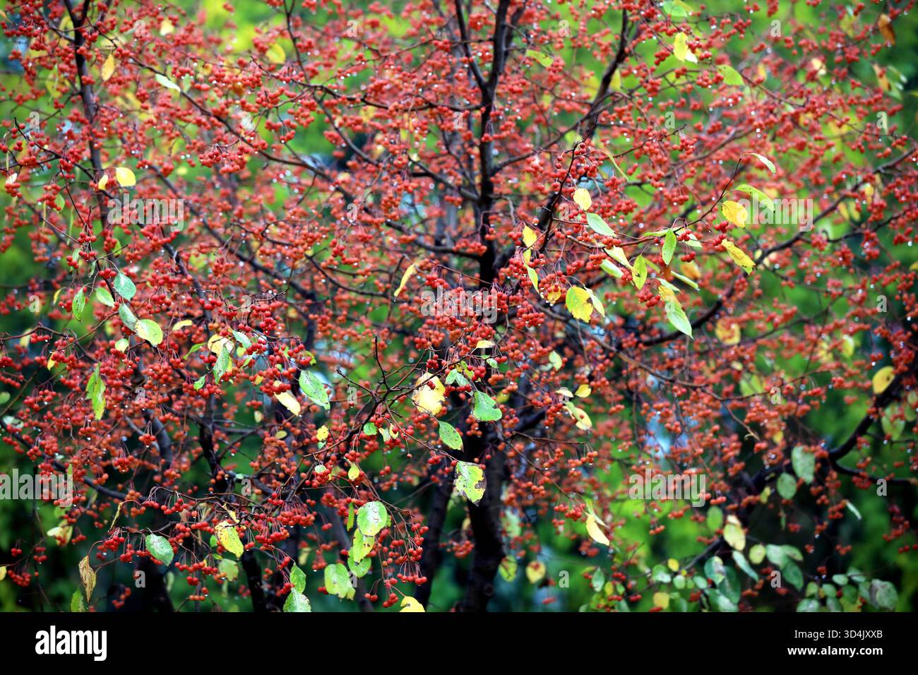 Crab apples are in the tree in Huai'an City, east China's Jiangsu ...