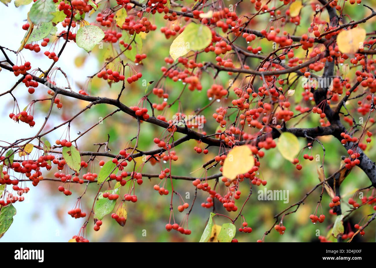Crab apples are in the tree in Huai'an City, east China's Jiangsu ...