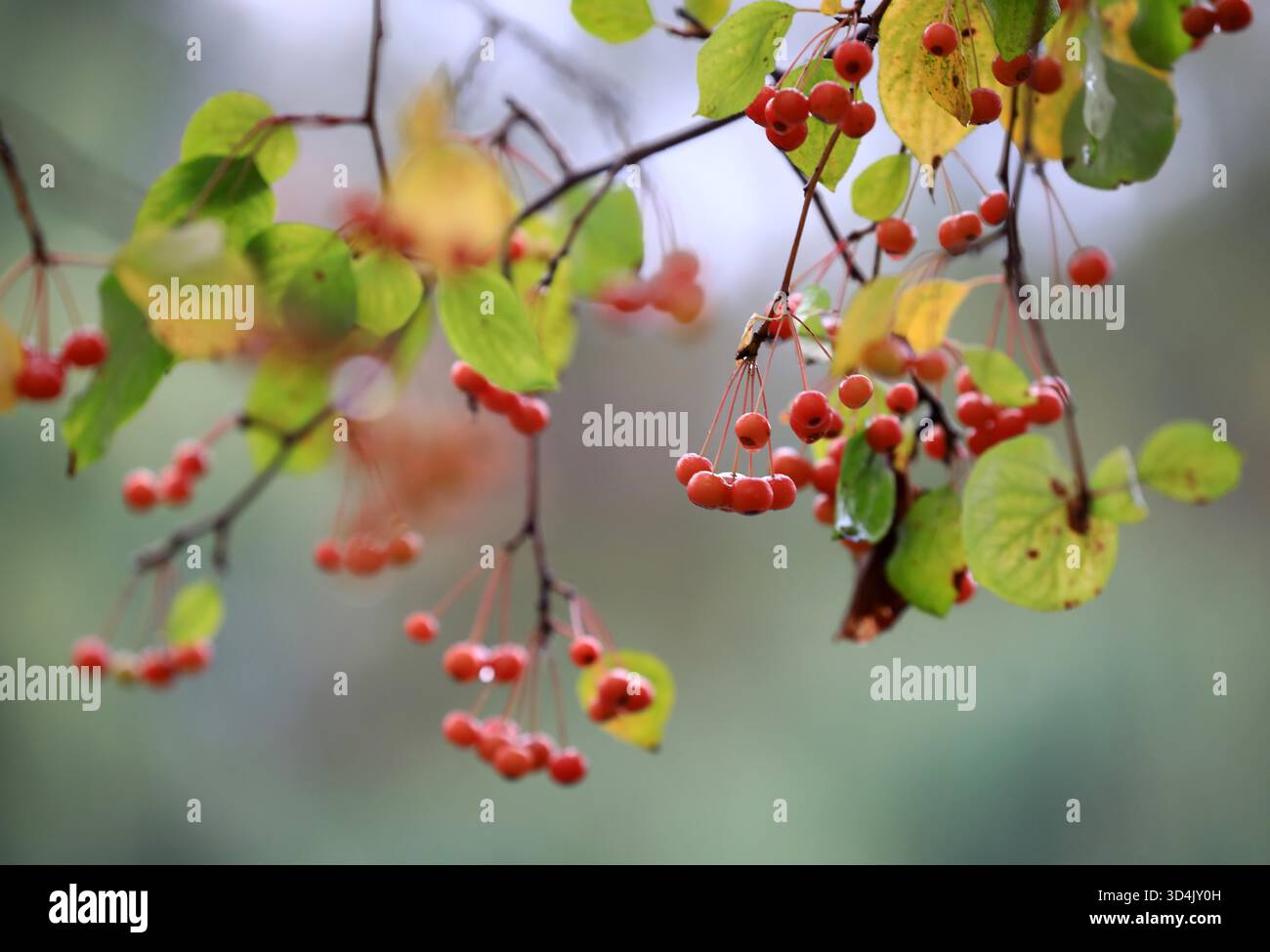 Crab apples are in the tree in Huai'an City, east China's Jiangsu ...