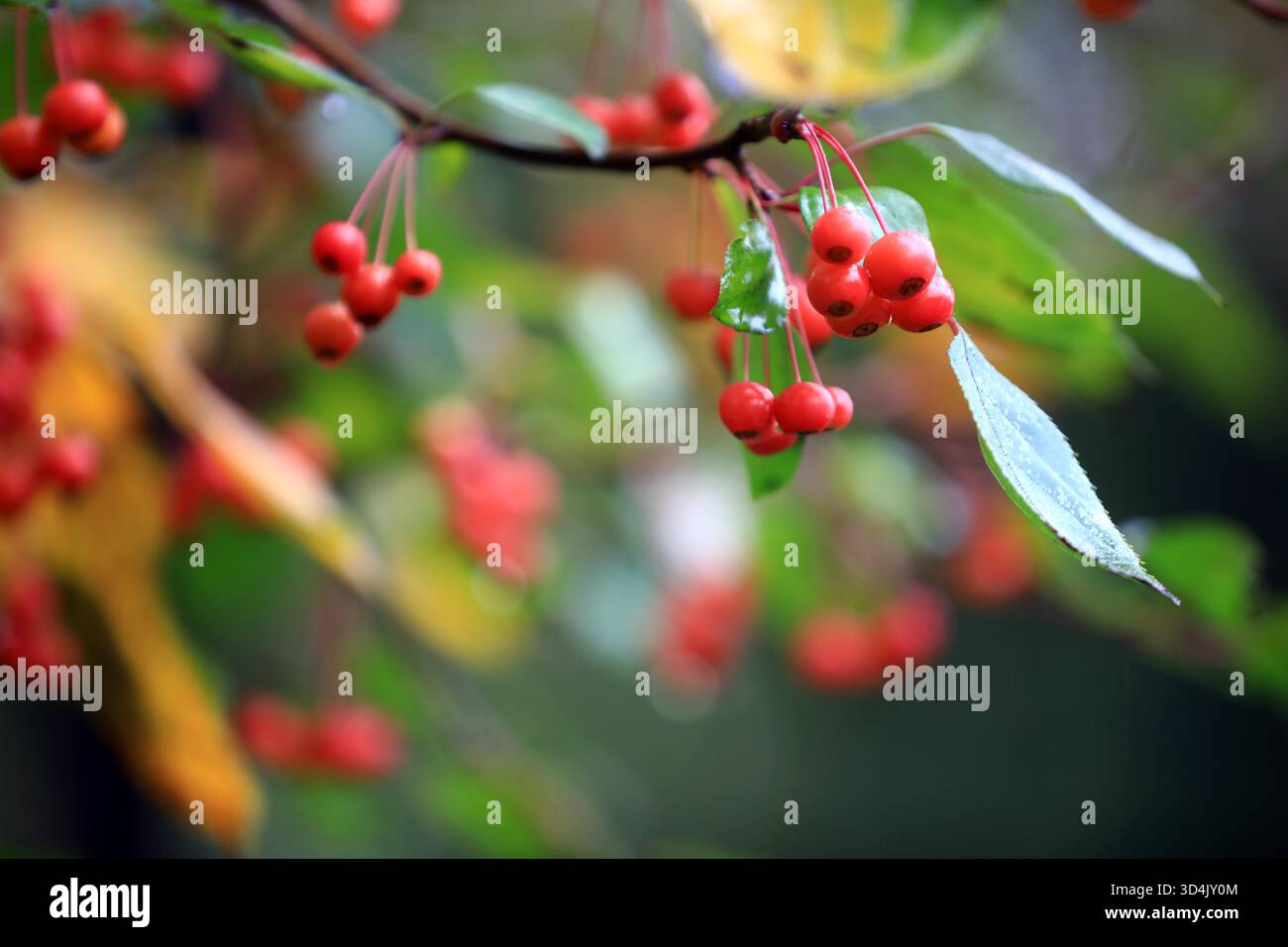 Crab apples are in the tree in Huai'an City, east China's Jiangsu ...