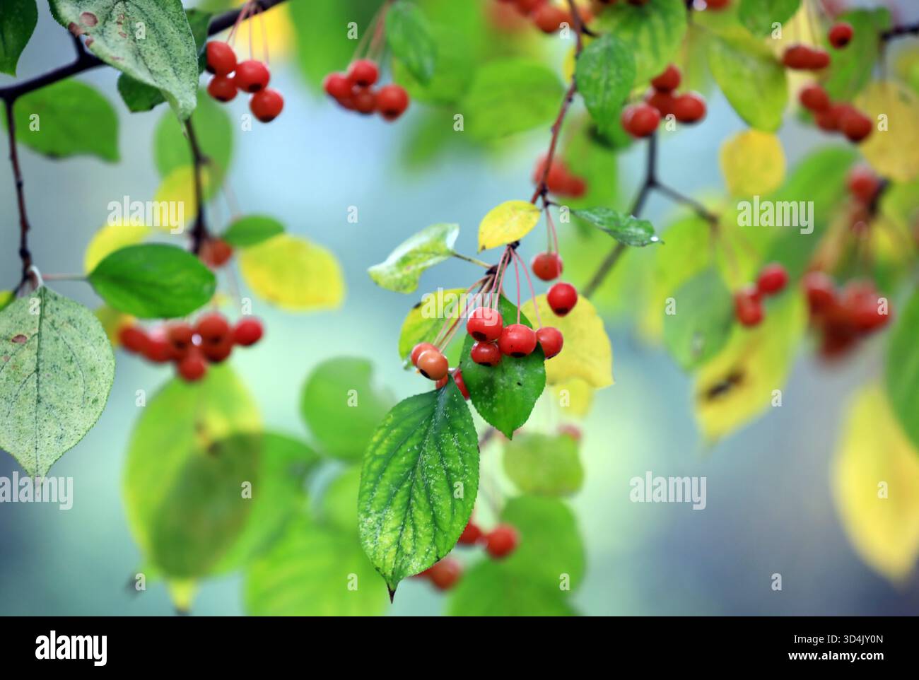 Crab apples are in the tree in Huai'an City, east China's Jiangsu ...