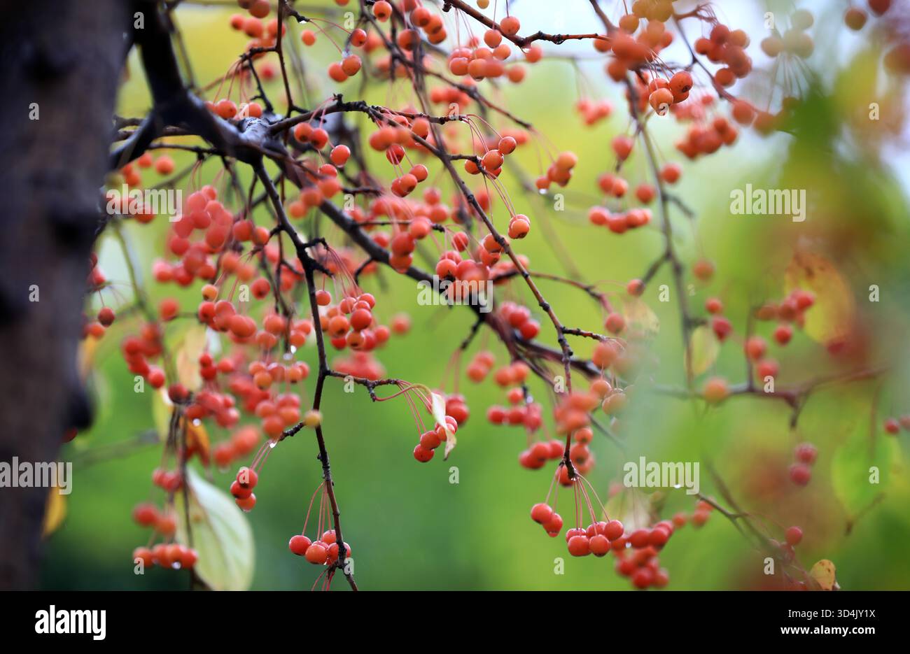 Crab apples are in the tree in Huai'an City, east China's Jiangsu ...