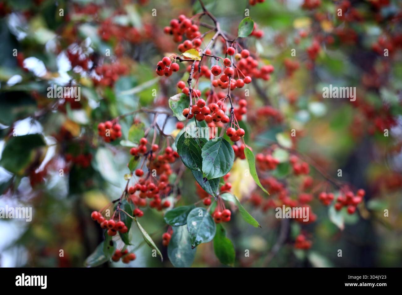 Crab apples are in the tree in Huai'an City, east China's Jiangsu ...