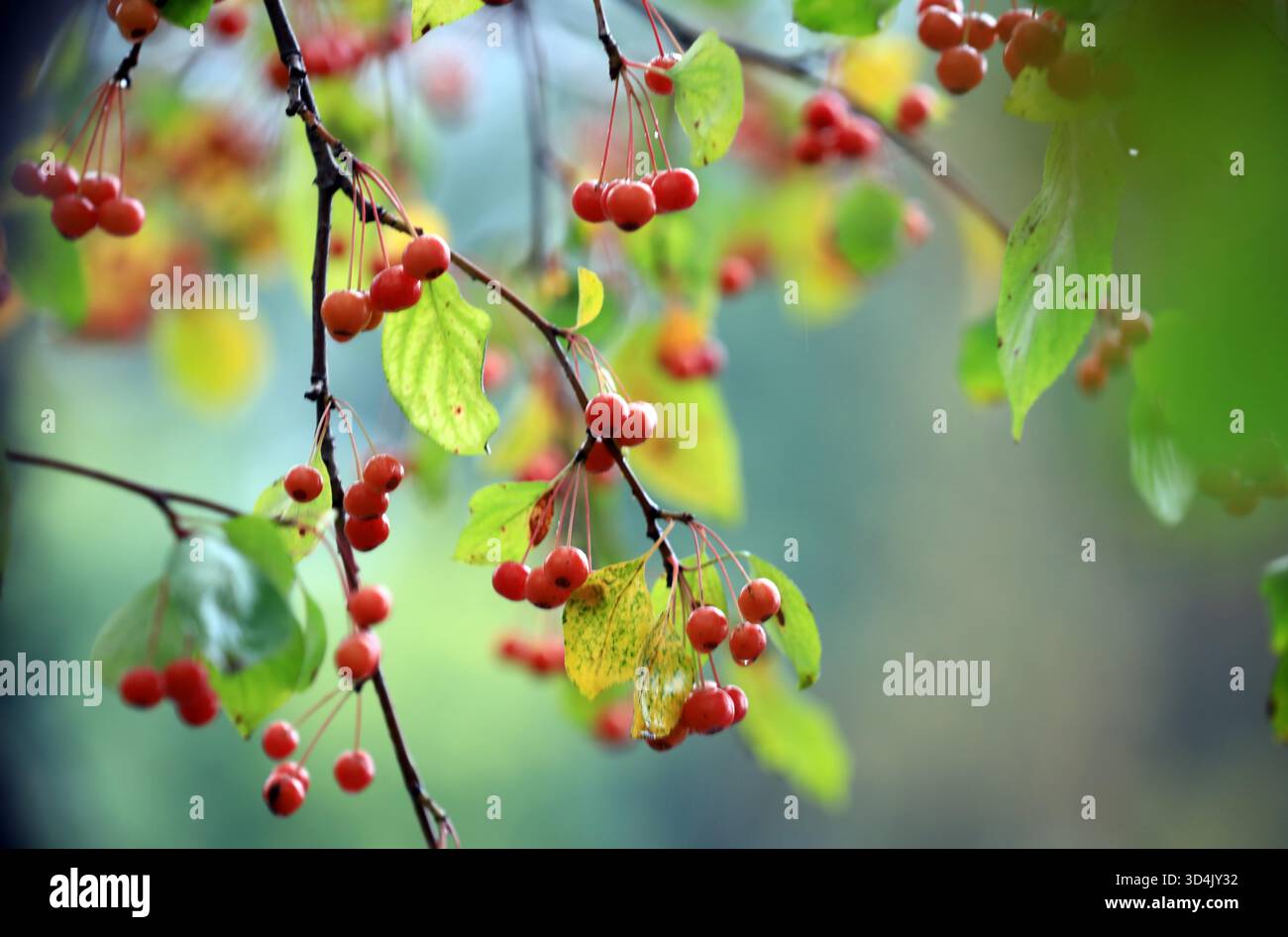 Crab apples are in the tree in Huai'an City, east China's Jiangsu ...