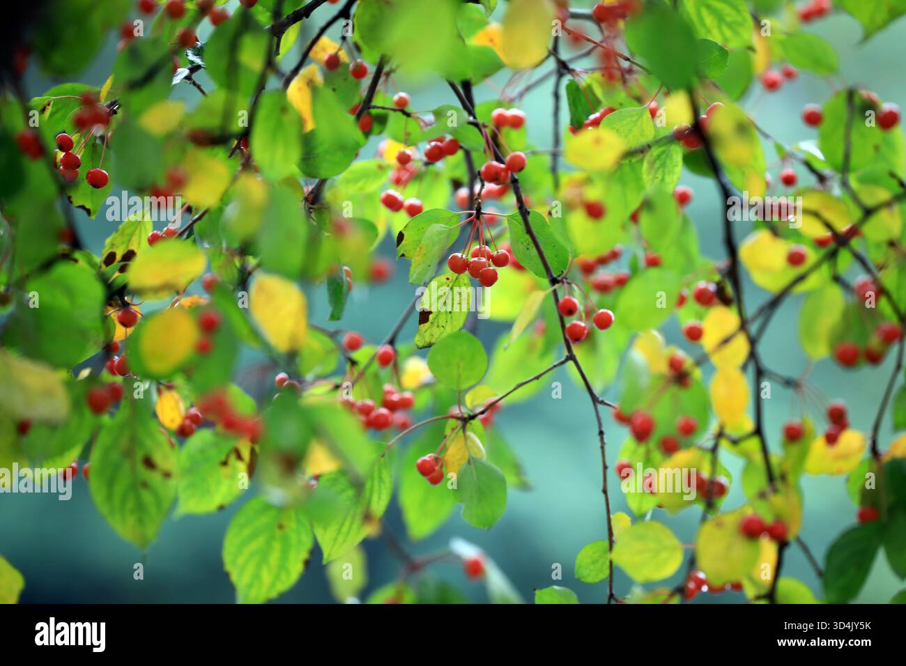Crab apples are in the tree in Huai'an City, east China's Jiangsu ...
