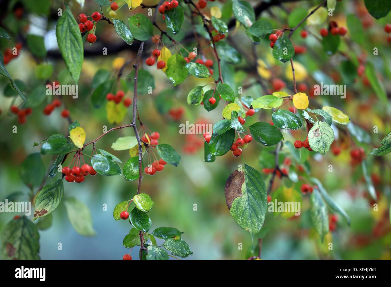 Crab apples are in the tree in Huai'an City, east China's Jiangsu ...