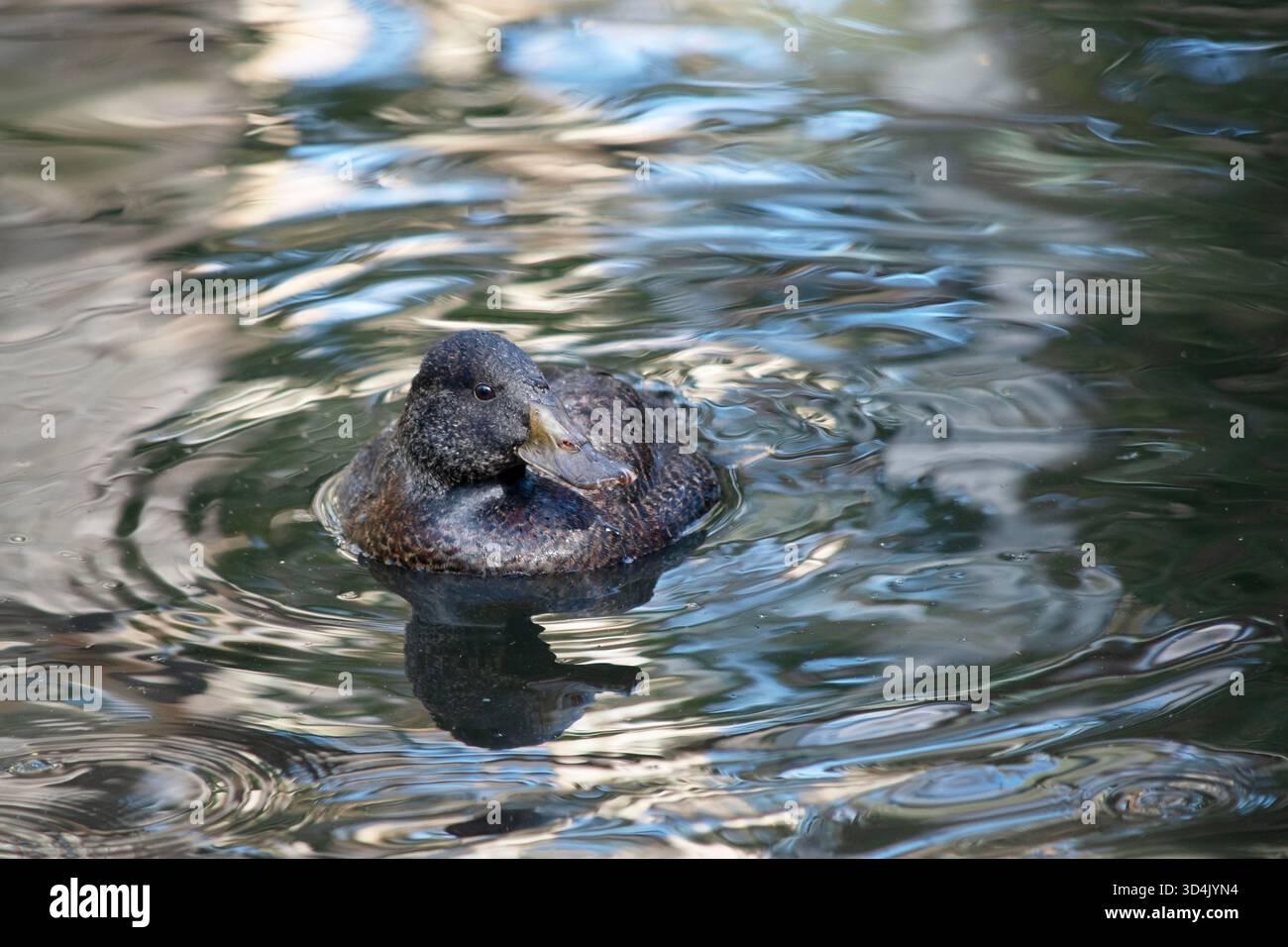 the male chestnut teal has a dark green head and brown body Stock Photo ...