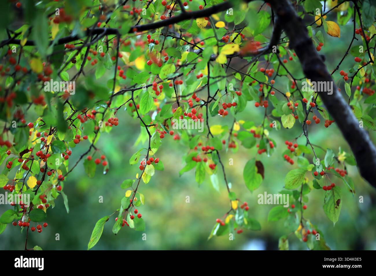 Crab apples are in the tree in Huai'an City, east China's Jiangsu ...