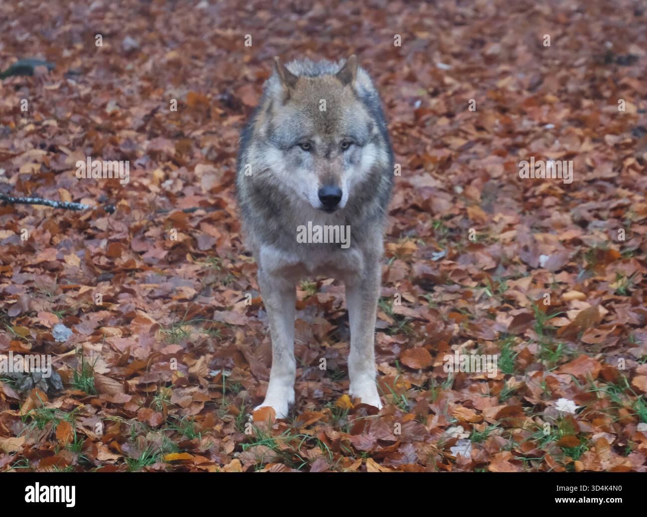 Wolf-Europaeischer Grauwolf in Deutschland in Aktion. Wolf-Grauwolf ...