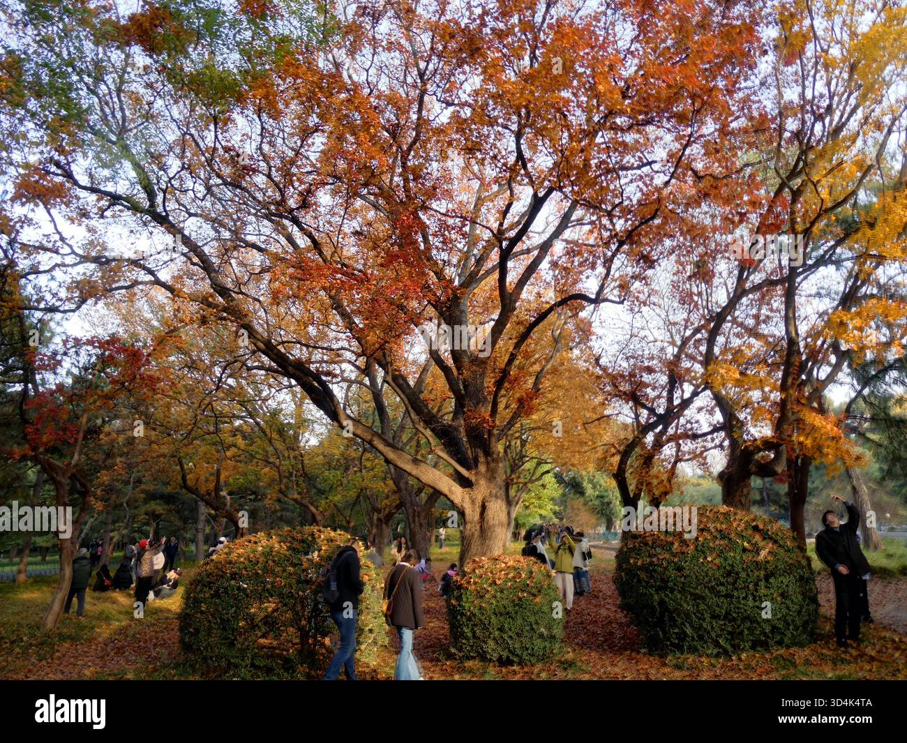 Tourists admire ginkgo trees at Tiantan Park in Beijing, China, 8 ...
