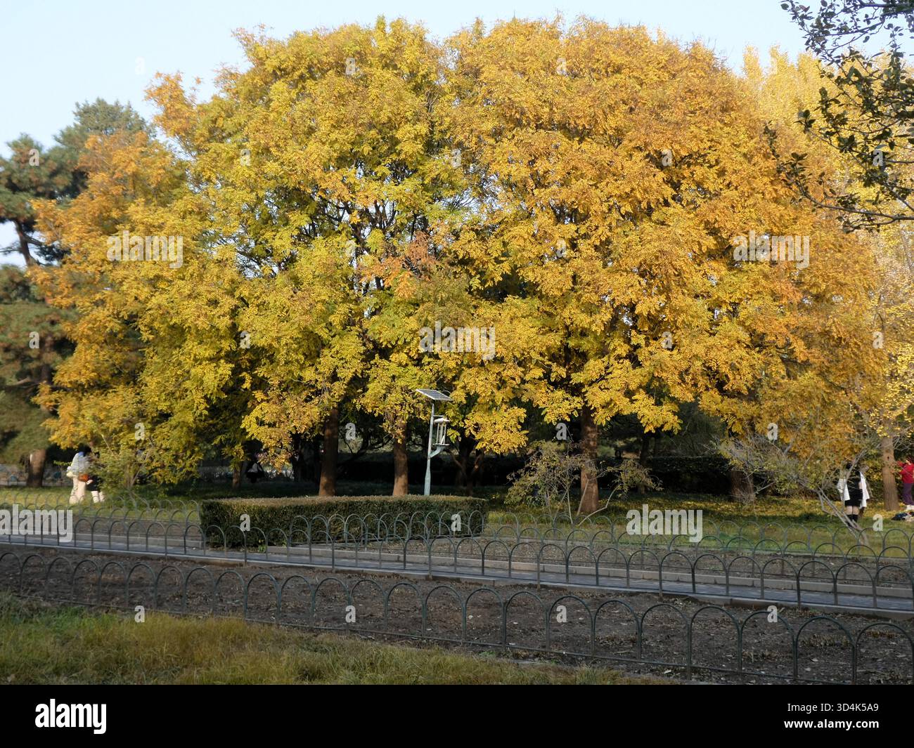 Tourists admire ginkgo trees at Tiantan Park in Beijing, China, 8 ...