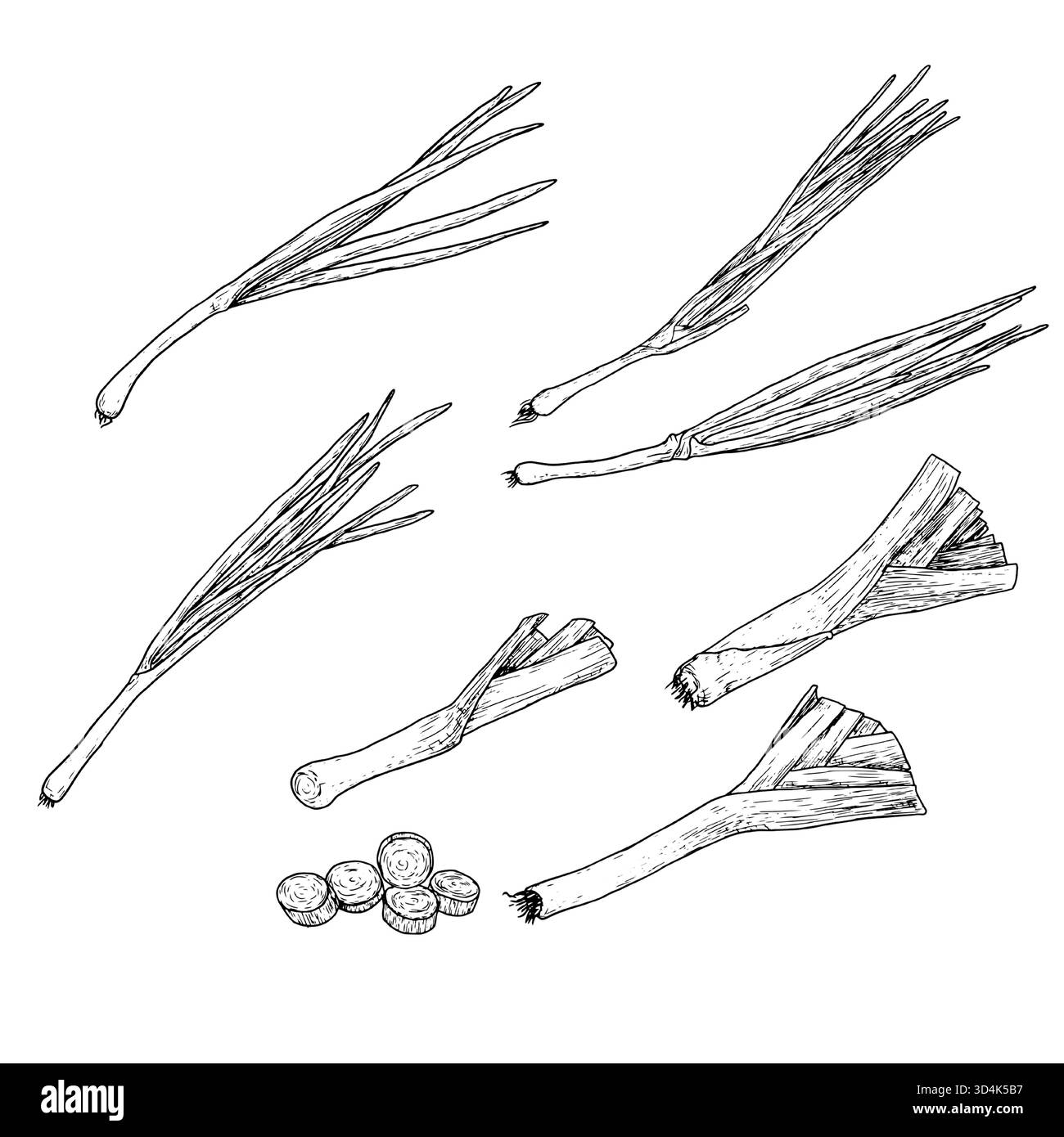 Onions drawing Black and White Stock Photos & Images - Alamy