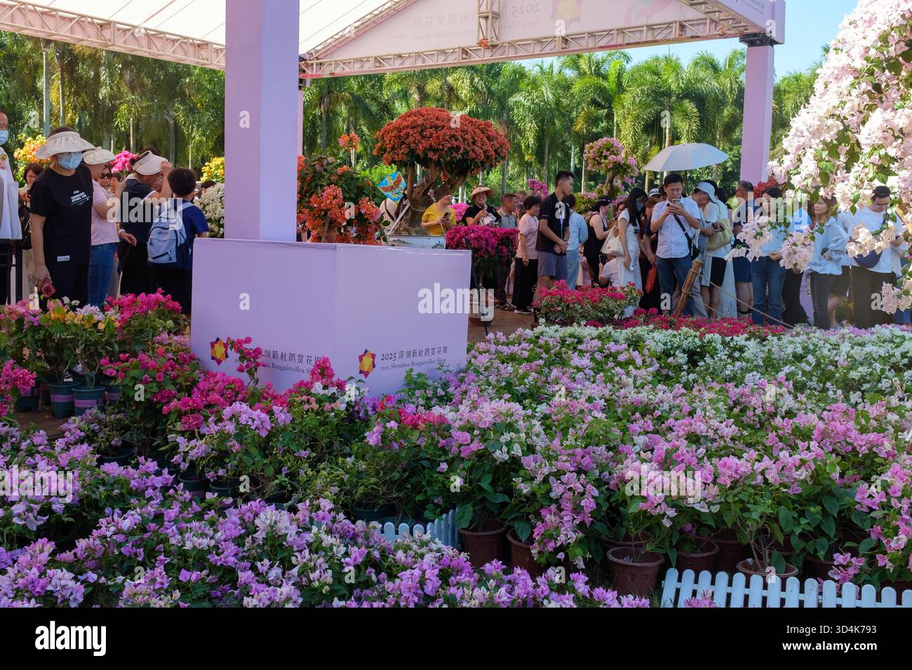 People admire azalea flowers in Shenzhen City, south China's Guangdong ...