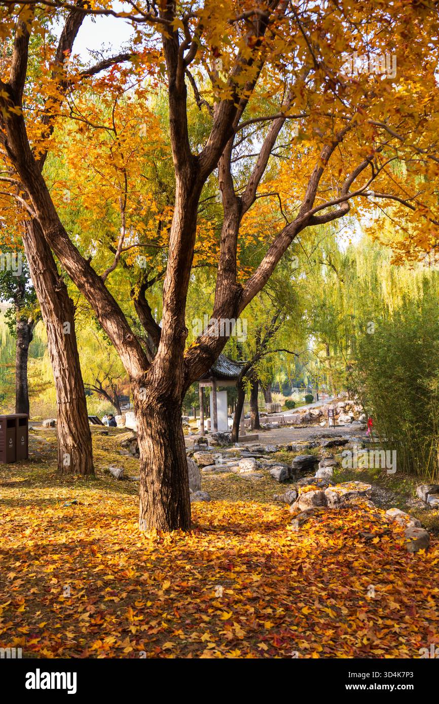 Late autumn scenery at Taoranting Park in Beijing, China, 9 November ...