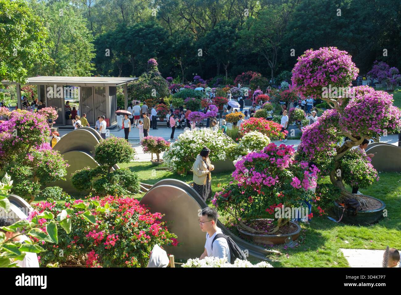 People admire azalea flowers in Shenzhen City, south China's Guangdong ...