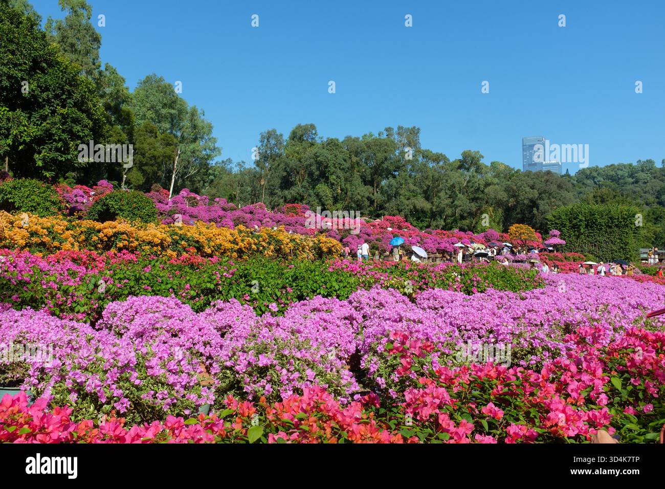 People admire azalea flowers in Shenzhen City, south China's Guangdong ...