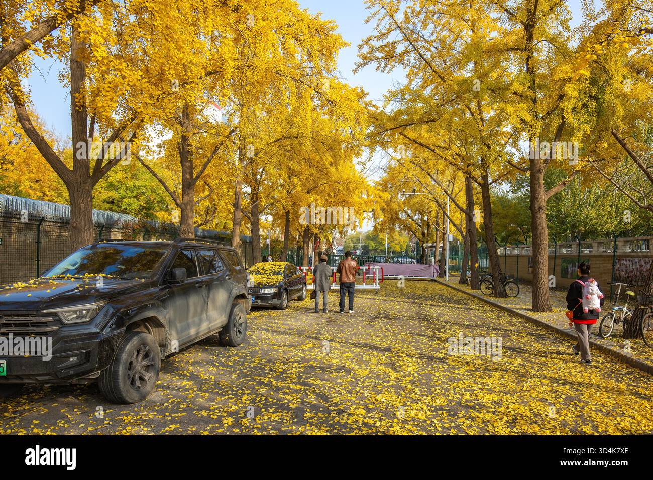 Fallen ginkgo leaves cover the ground in Beijing, China, 8 November ...