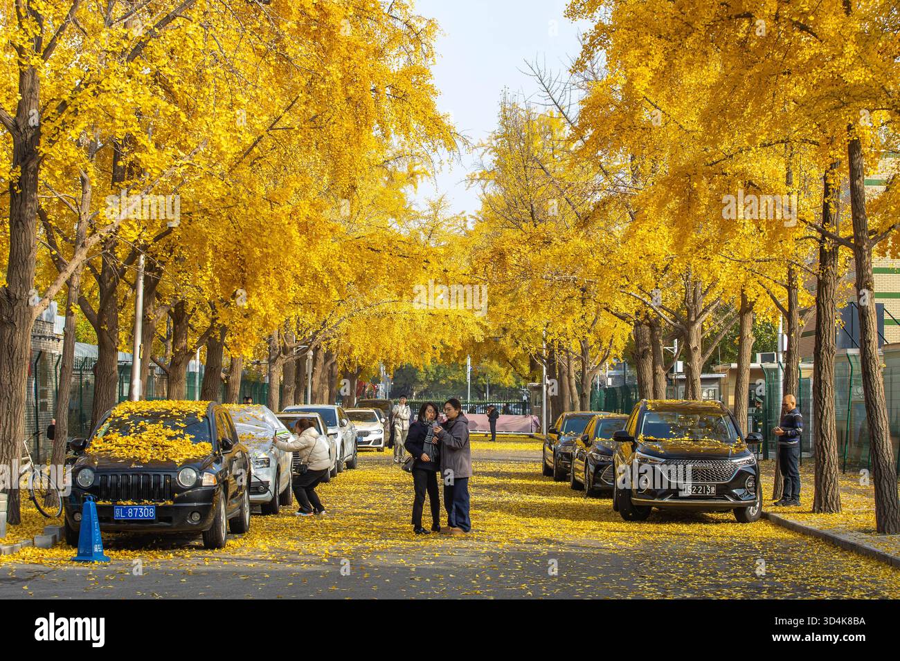 Fallen ginkgo leaves cover the ground in Beijing, China, 8 November ...