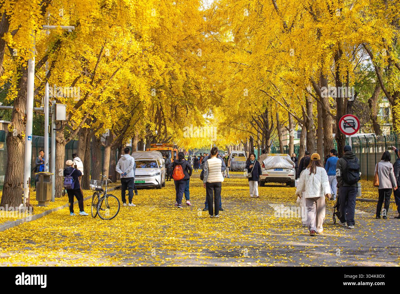 Fallen ginkgo leaves cover the ground in Beijing, China, 8 November ...