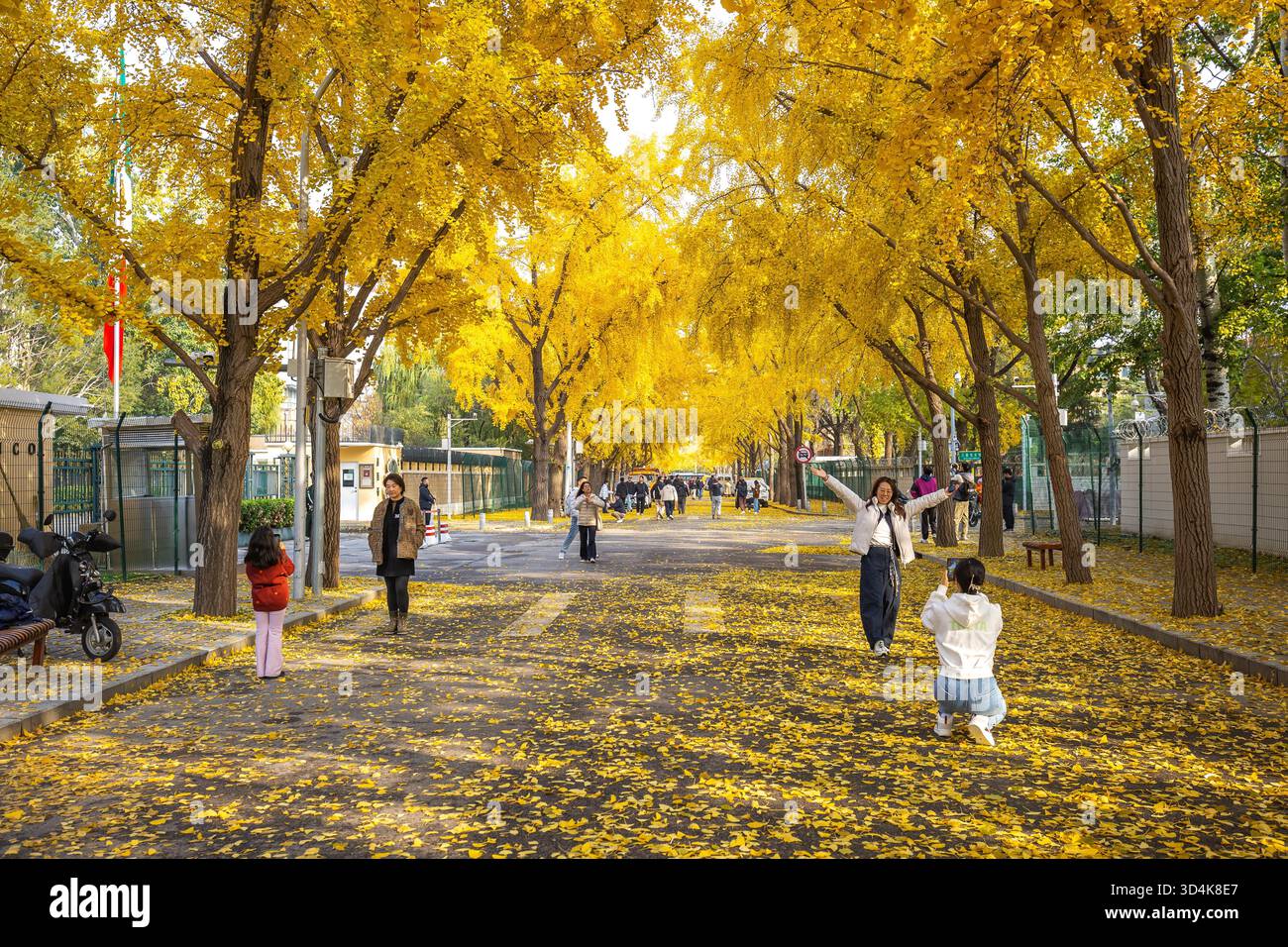Fallen ginkgo leaves cover the ground in Beijing, China, 8 November ...