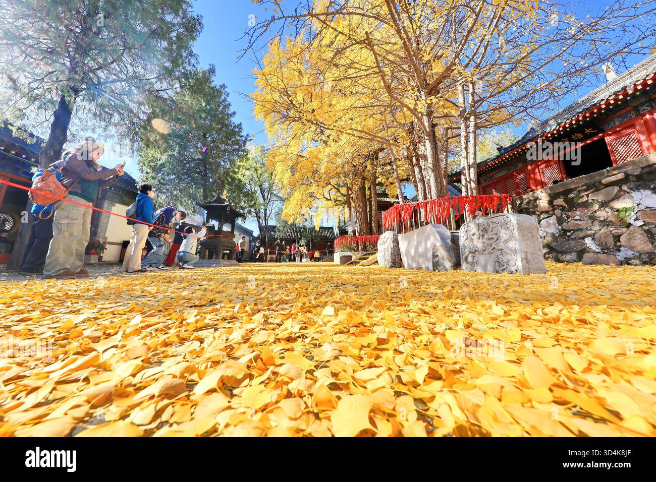 Ancient ginkgo trees at Heping Temple attract people in Beijing, China ...