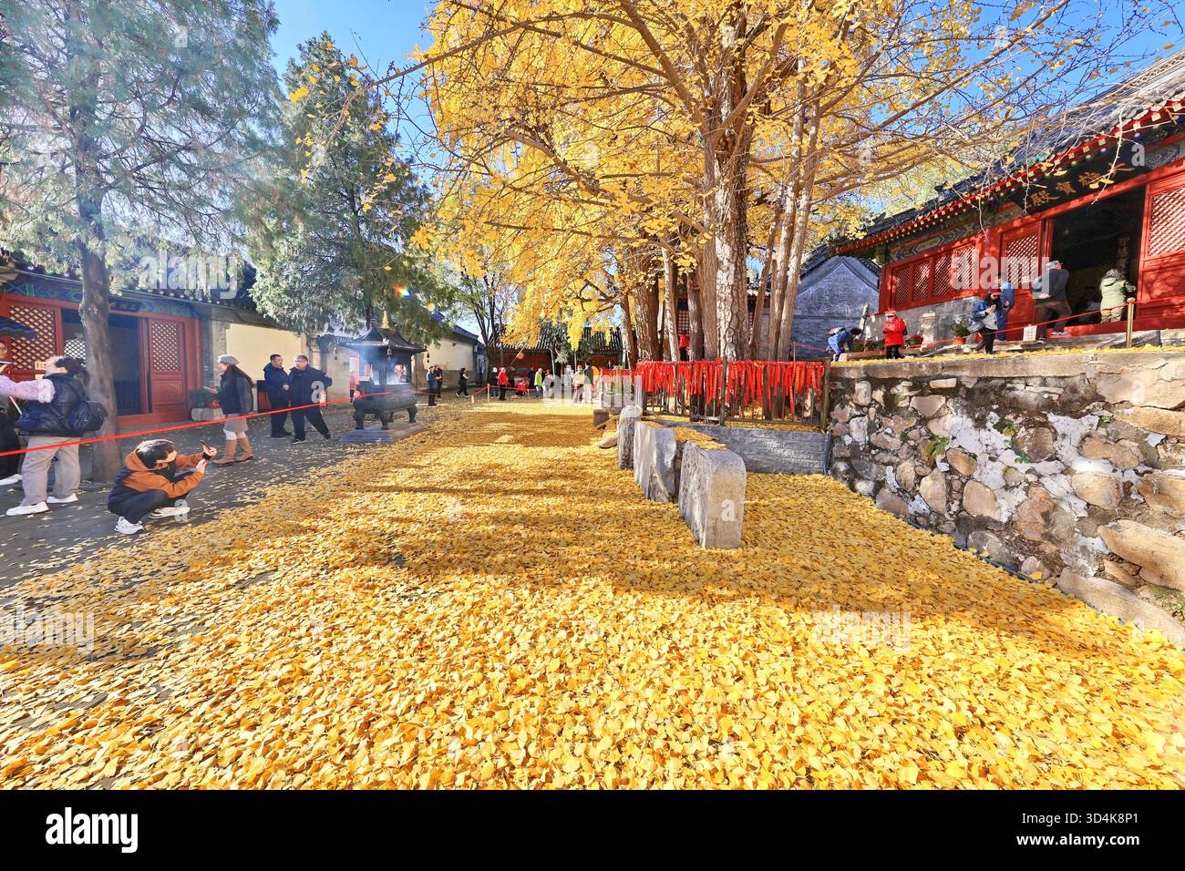 Ancient ginkgo trees at Heping Temple attract people in Beijing, China ...