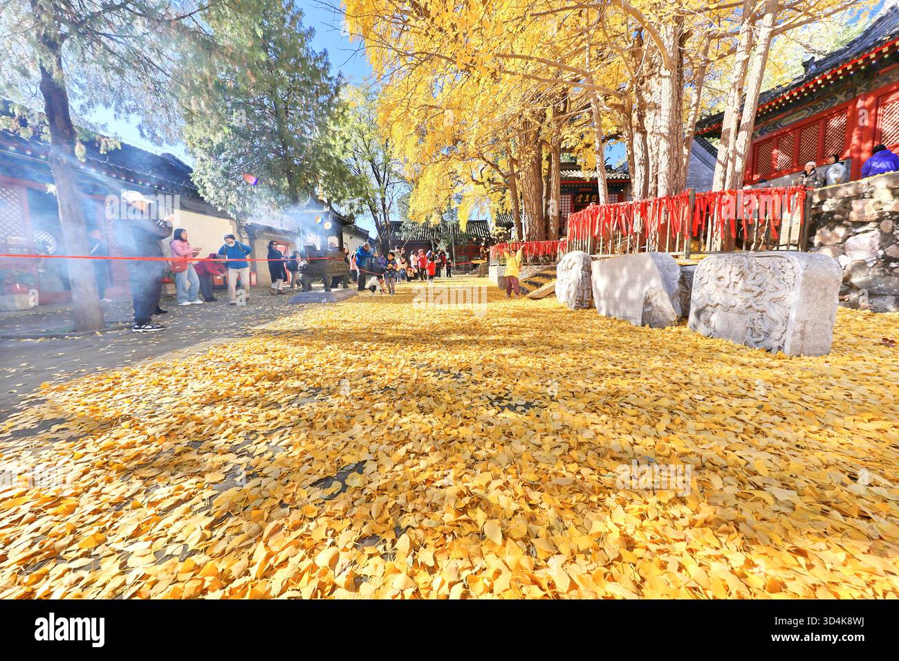 Ancient ginkgo trees at Heping Temple attract people in Beijing, China ...