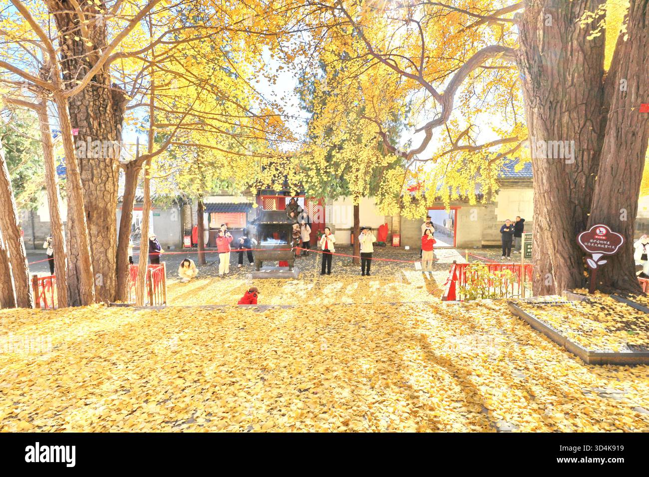 Ancient ginkgo trees at Heping Temple attract people in Beijing, China ...