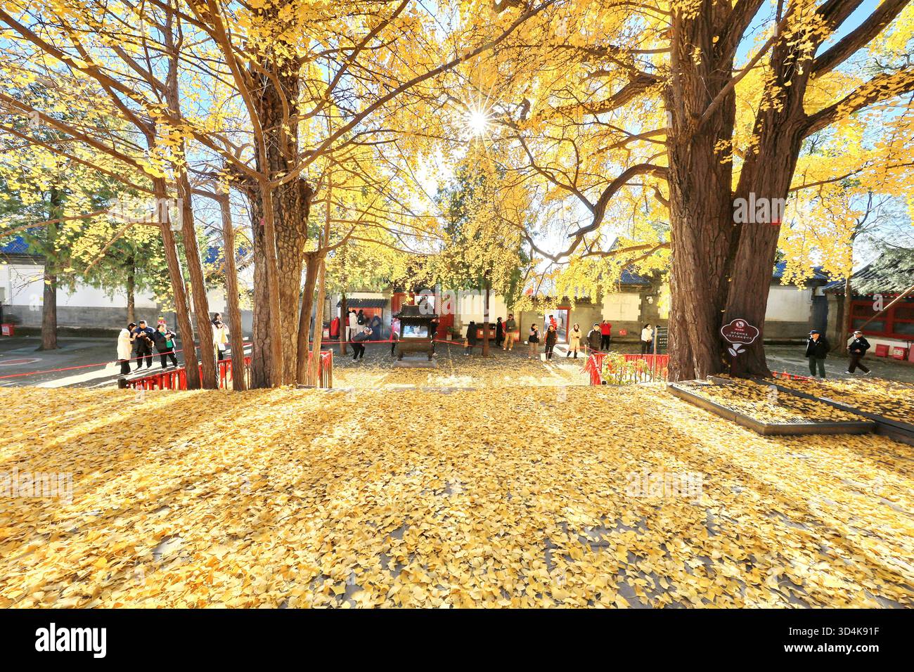 Ancient ginkgo trees at Heping Temple attract people in Beijing, China ...