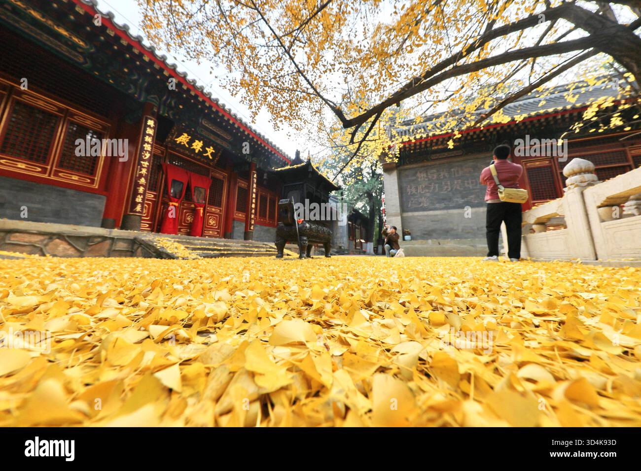 Fallen ginkgo leaves cover the ground at Dabei Temple in Beijing, China ...