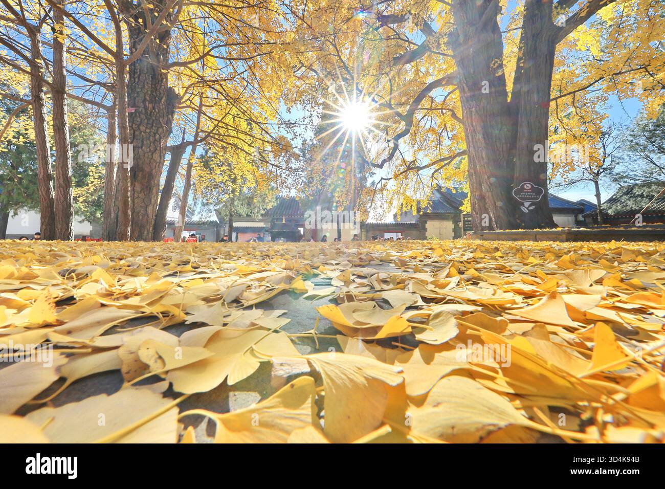 Ancient ginkgo trees at Heping Temple attract people in Beijing, China ...