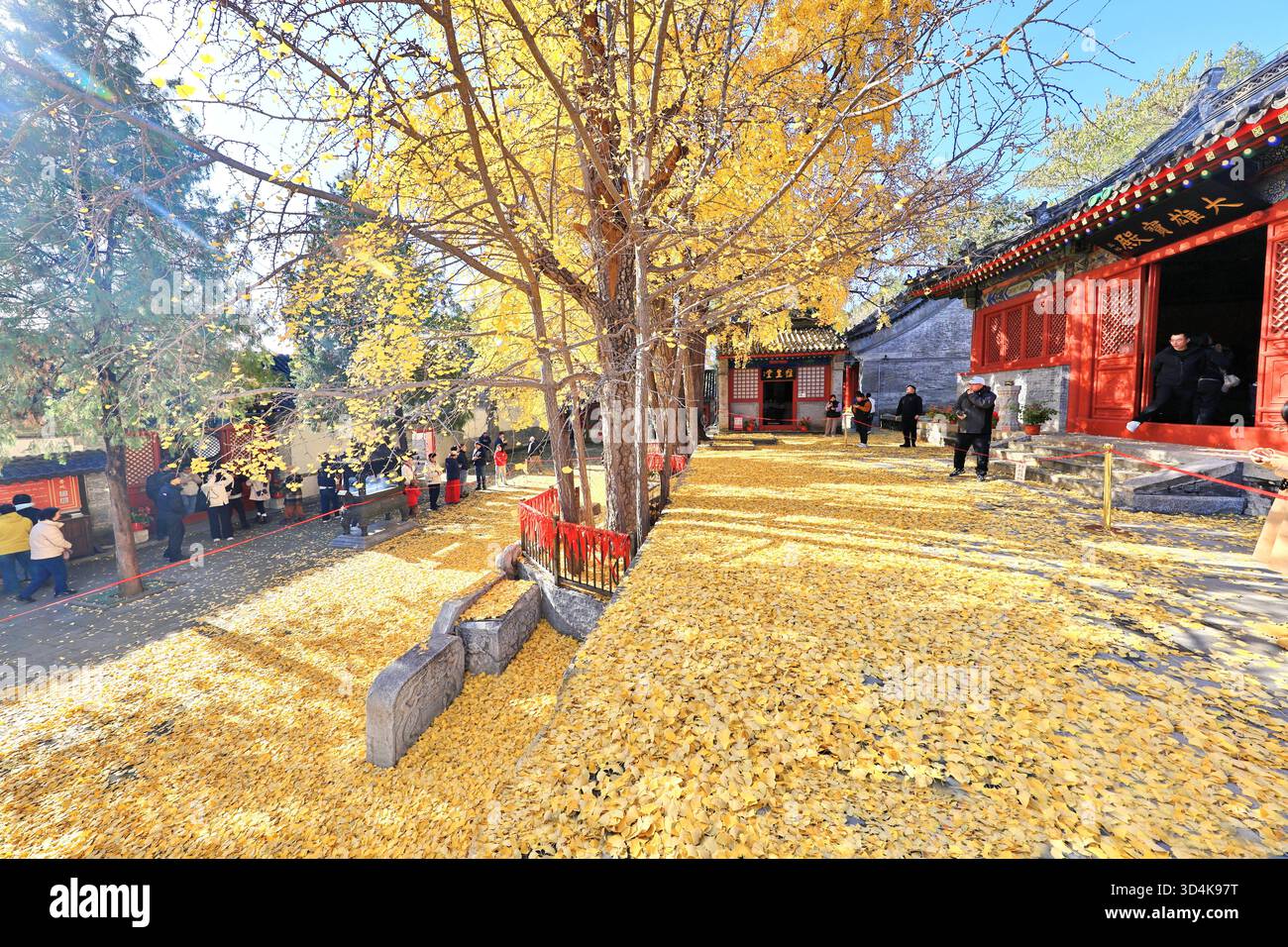 Ancient ginkgo trees at Heping Temple attract people in Beijing, China ...