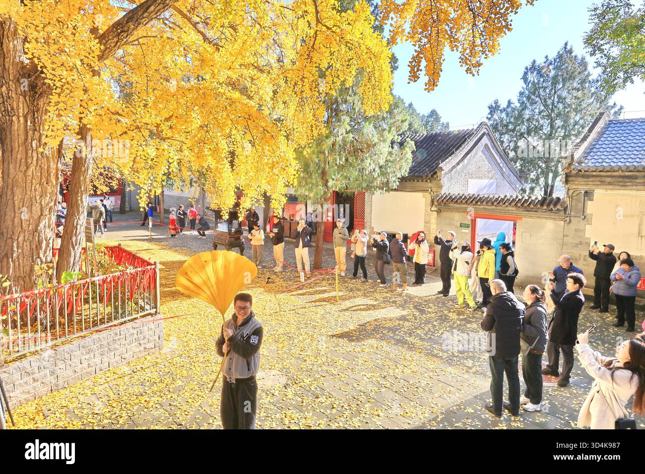 Ancient ginkgo trees at Heping Temple attract people in Beijing, China ...