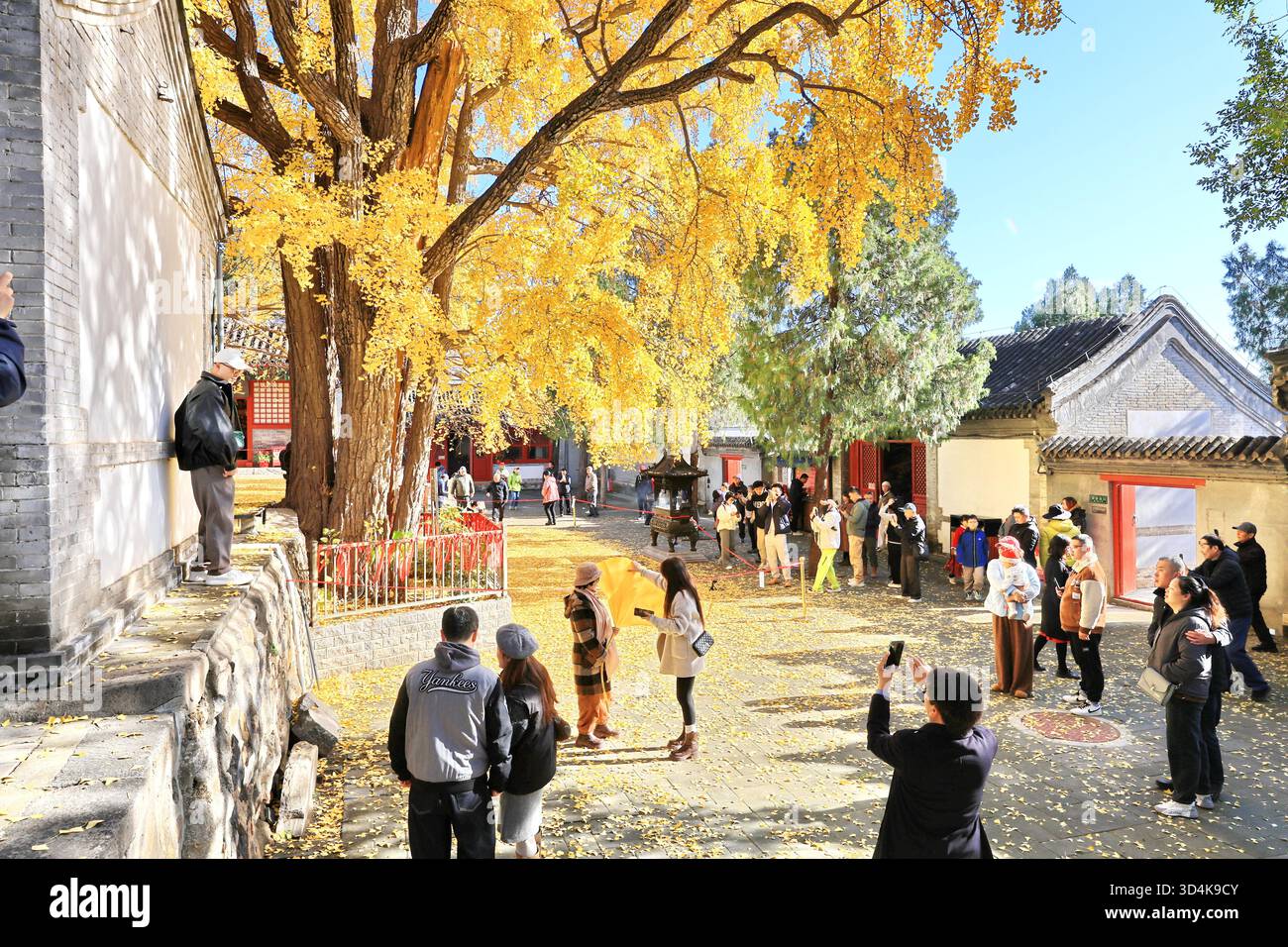 Ancient ginkgo trees at Heping Temple attract people in Beijing, China ...