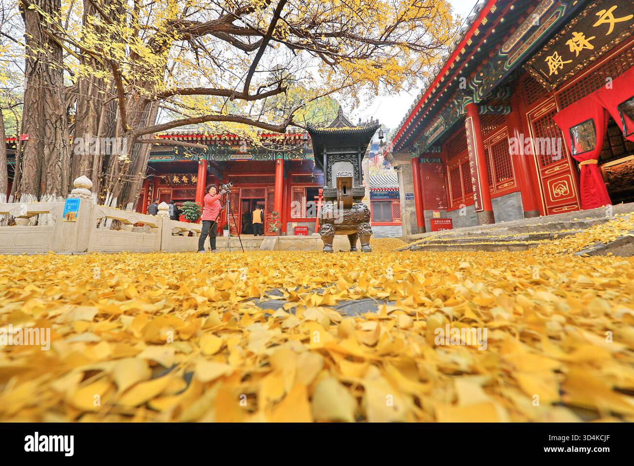 Fallen ginkgo leaves cover the ground at Dabei Temple in Beijing, China ...