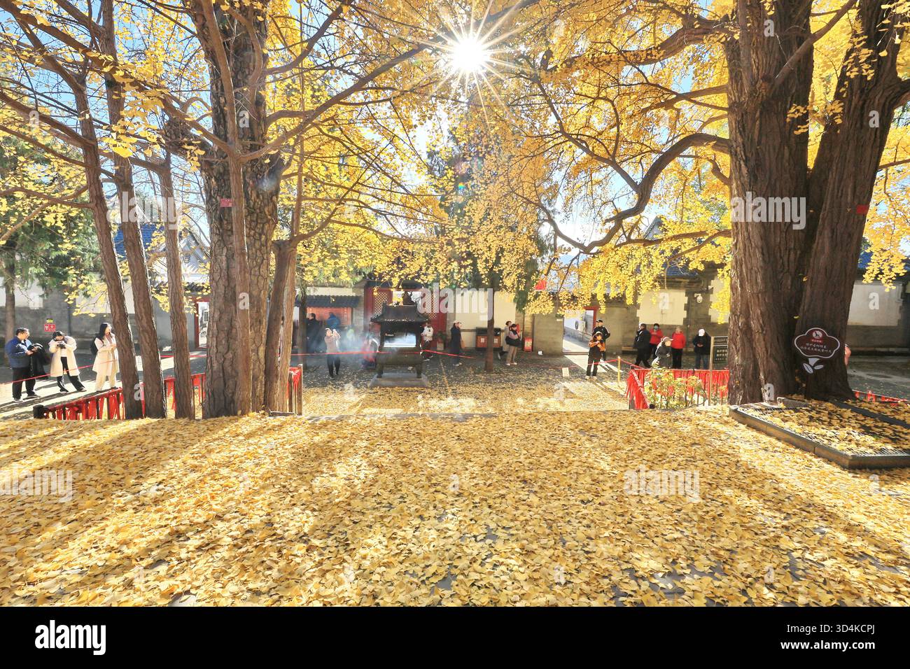 Ancient ginkgo trees at Heping Temple attract people in Beijing, China ...