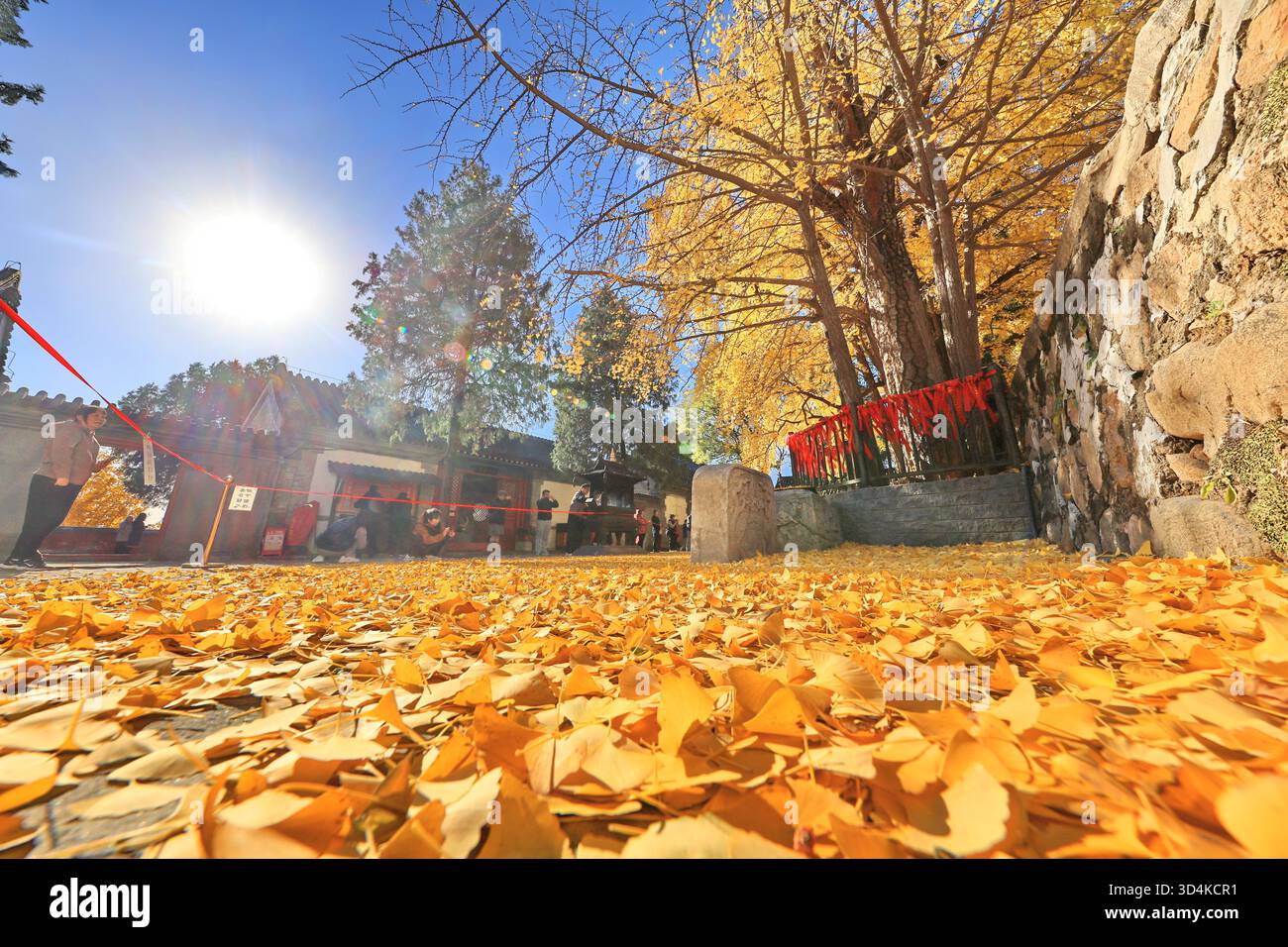 Ancient ginkgo trees at Heping Temple attract people in Beijing, China ...