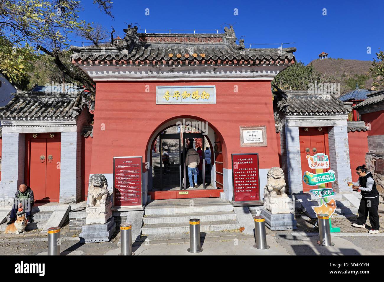 Ancient ginkgo trees at Heping Temple attract people in Beijing, China ...
