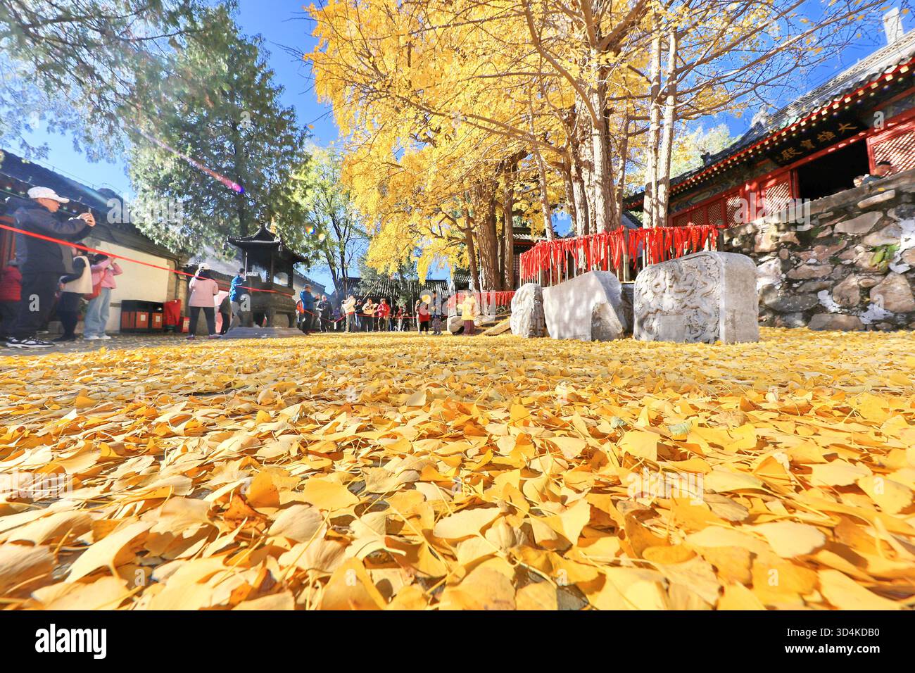Ancient ginkgo trees at Heping Temple attract people in Beijing, China ...
