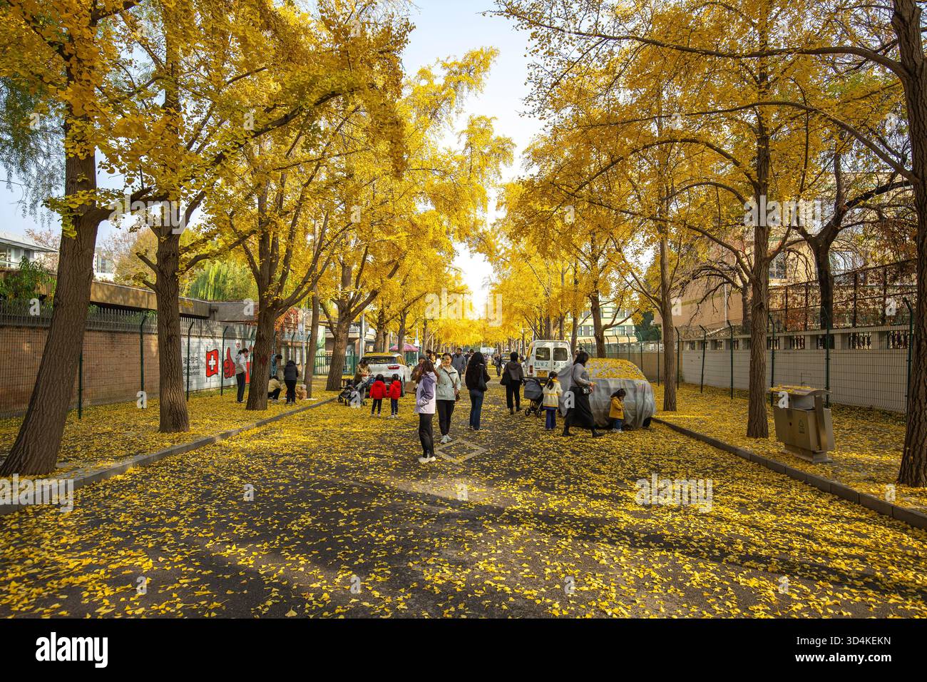 Fallen ginkgo leaves cover the ground in Beijing, China, 8 November ...