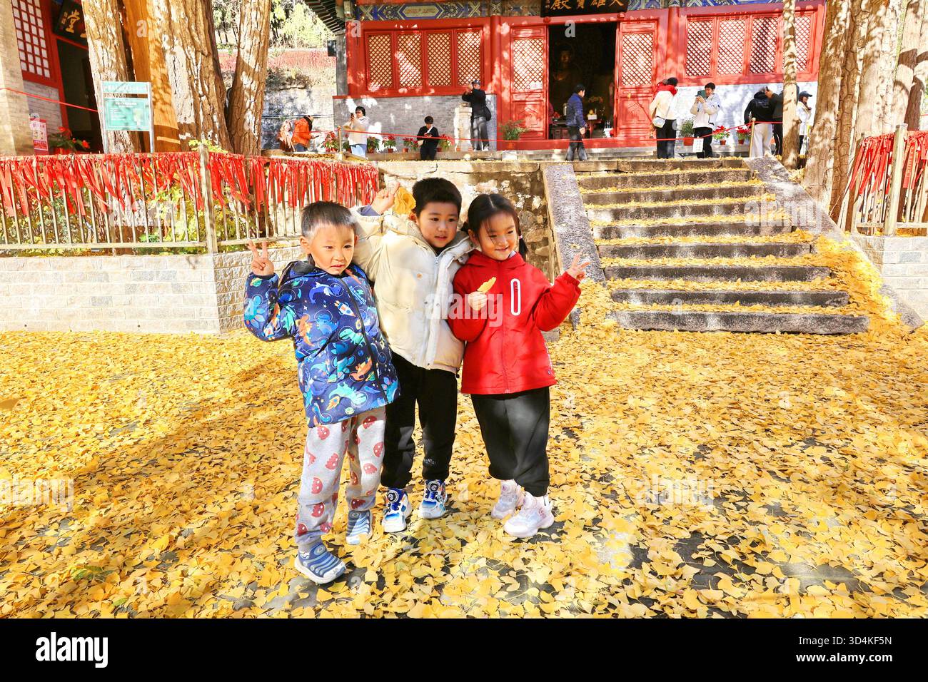 Ancient ginkgo trees at Heping Temple attract people in Beijing, China ...