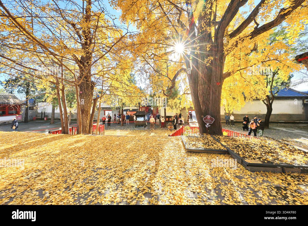 Ancient ginkgo trees at Heping Temple attract people in Beijing, China ...