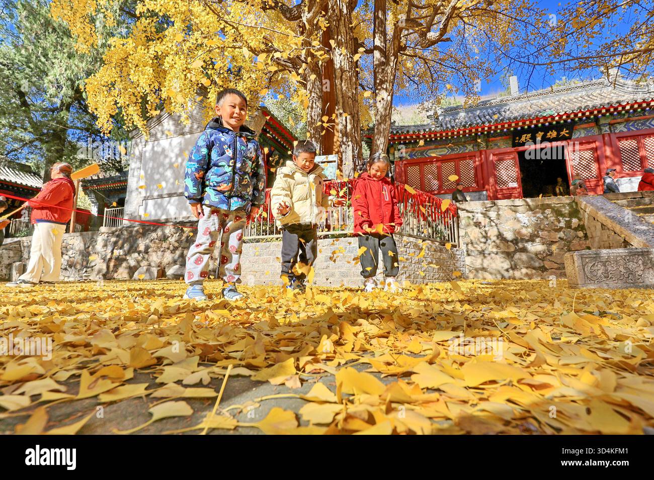 Ancient ginkgo trees at Heping Temple attract people in Beijing, China ...