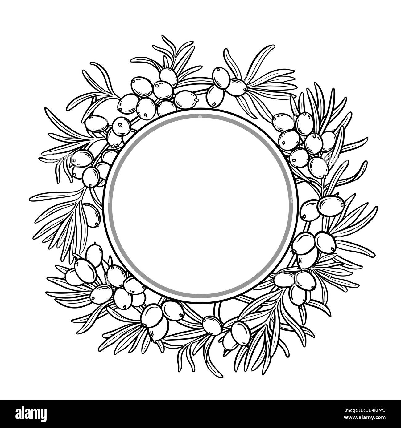 Sea buckthorn branch hand Stock Vector Images - Alamy