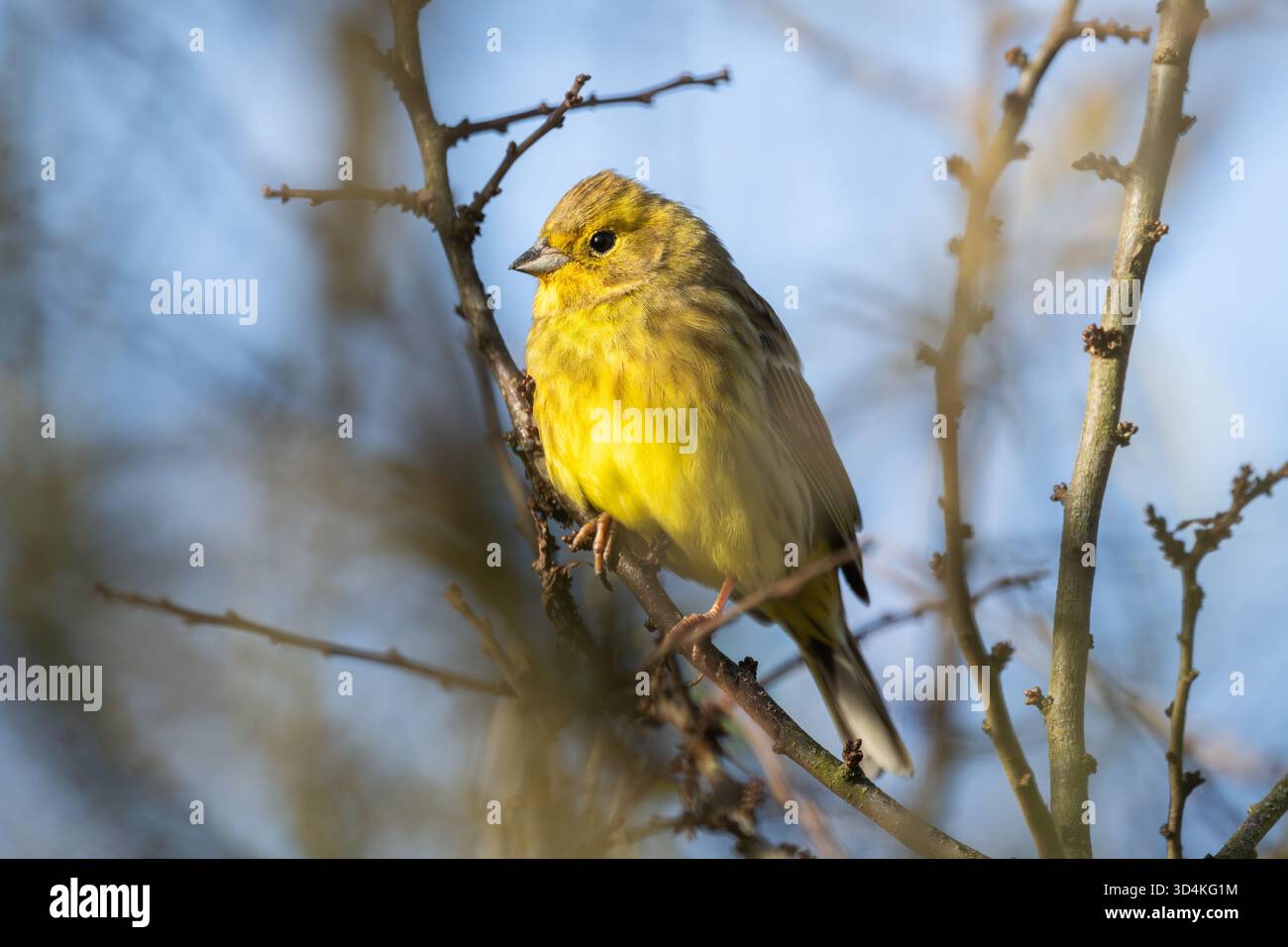 10 November 2025, Baden-Württemberg, Rottweil: A yellowhammer clings to ...