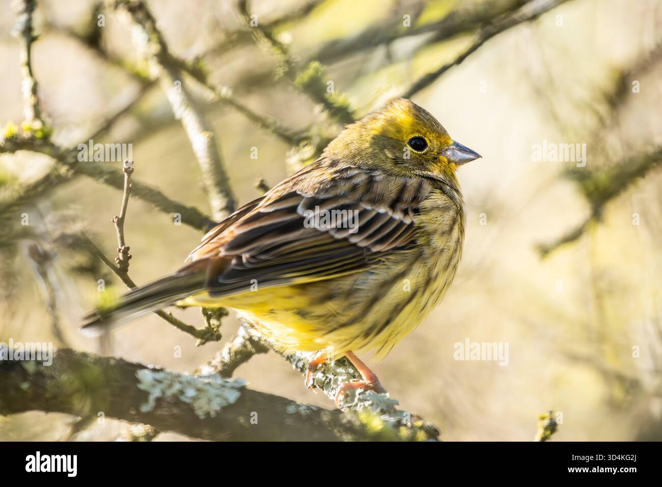 10 November 2025, Baden-Württemberg, Rottweil: A yellowhammer clings to ...