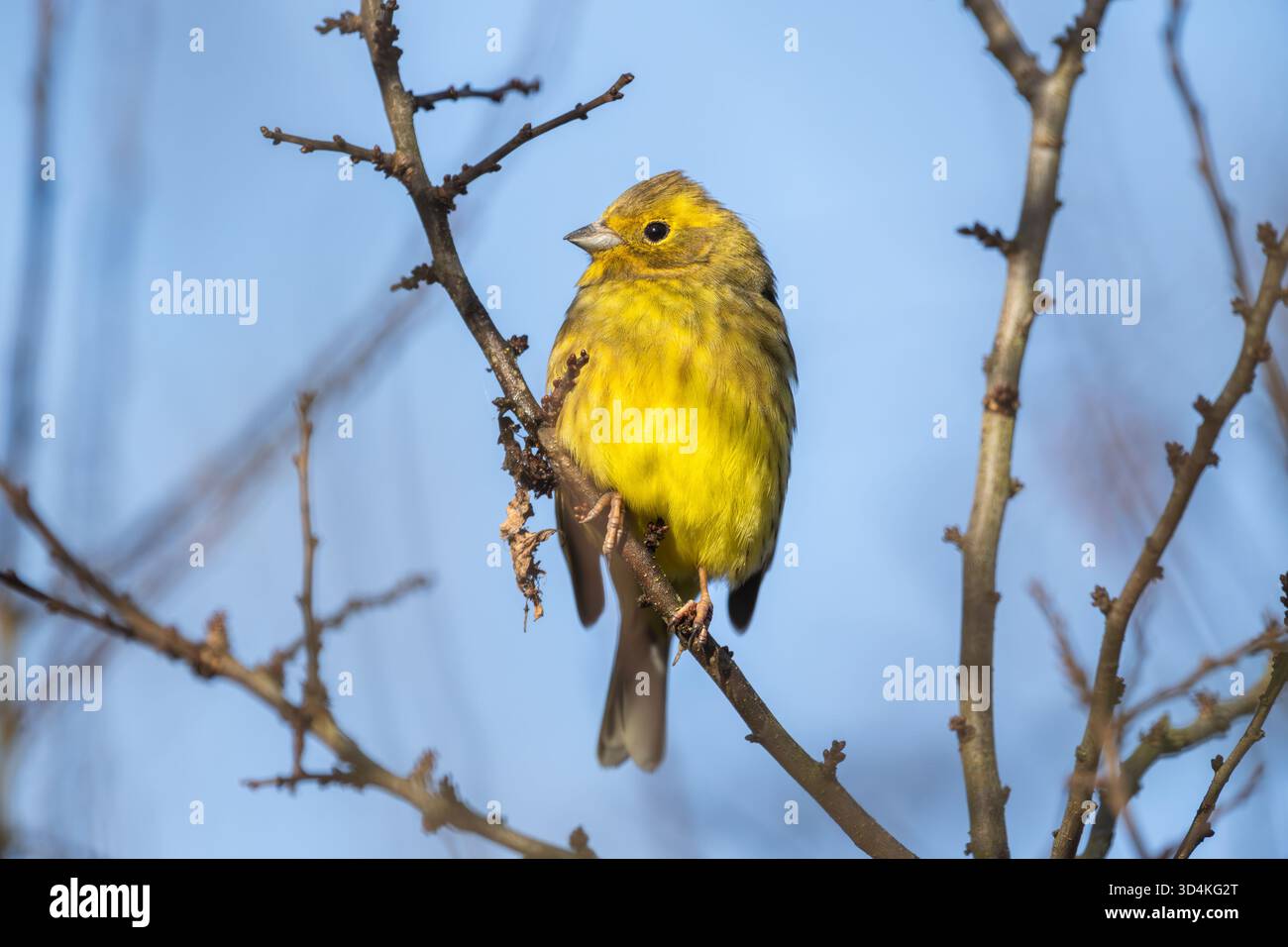 10 November 2025, Baden-Württemberg, Rottweil: A yellowhammer clings to ...