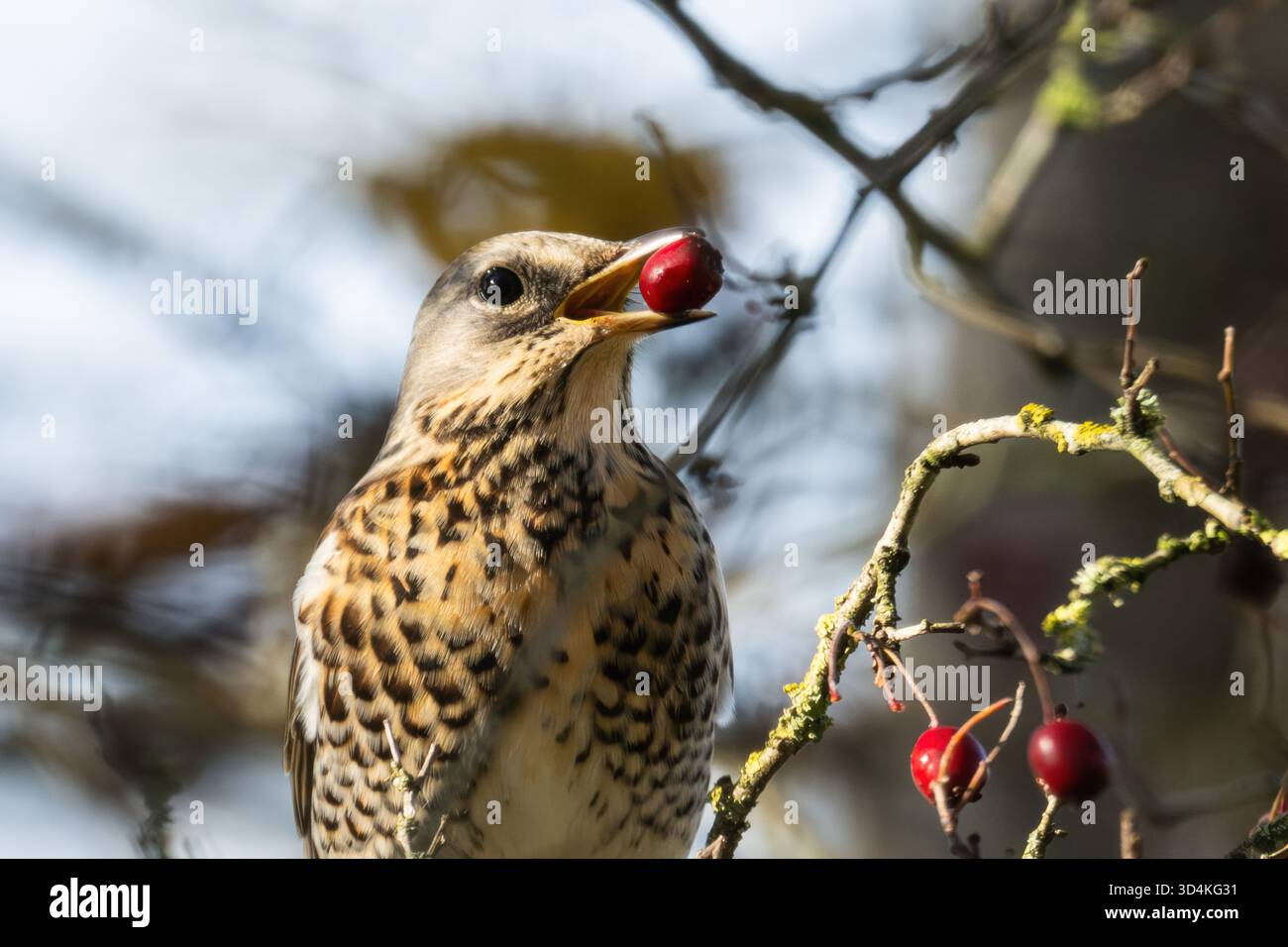 10 November 2025, Baden-Württemberg, Rottweil: A juniper thrush clings ...